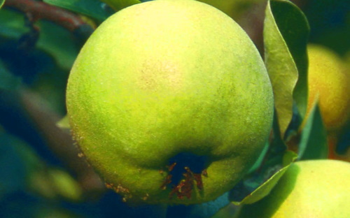 Serbian Gold quince trees for sale from Orange Pippin