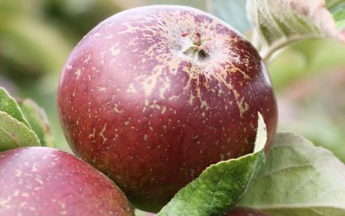 Best cider apple trees for the garden