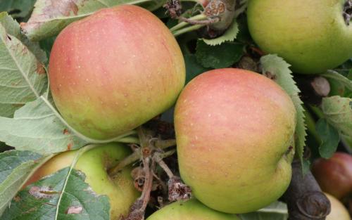 Claygate Pearmain apple trees for sale
