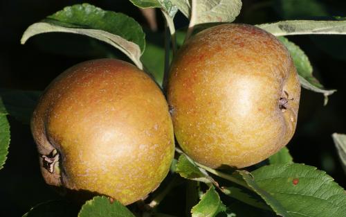 D'Arcy Spice apple trees for sale