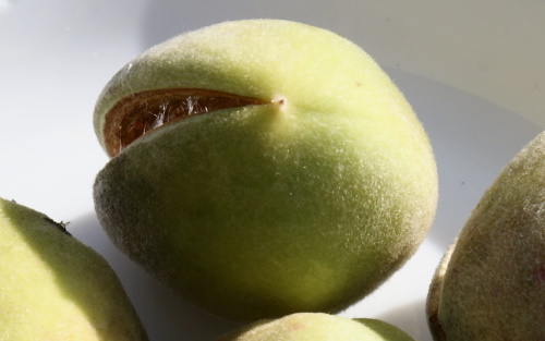 Top 5 unusual fruit trees