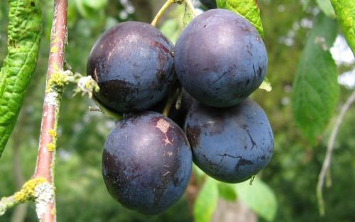 Damson trees for sale from Orange Pippin