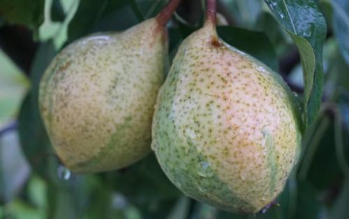 Humbug pear trees for sale from Orange Pippin