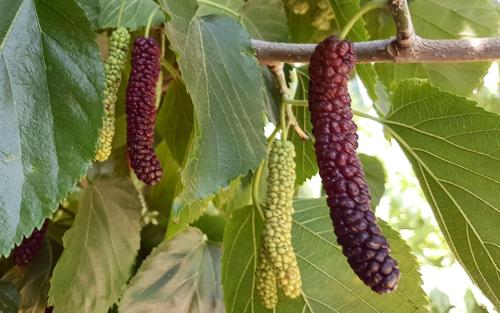 Pakistan Giant Fruit mulberry trees for sale