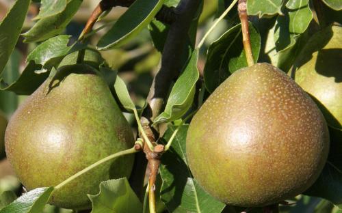 Pear trees for sale from Orange Pippin