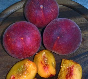 Garden Lady peach trees for sale | Buy online | Friendly advice