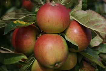 Fiesta apple trees for sale from Orange Pippin