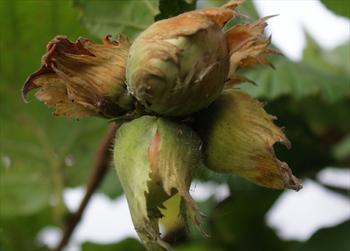 Hall's Giant hazel trees for sale from Orange Pippin