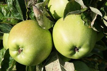 Lord Derby apple trees for sale from Orange Pippin
