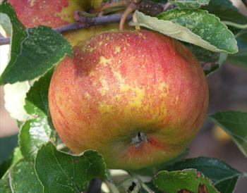 Pixie apple trees for sale from Orange Pippin
