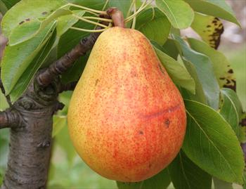 Clapps Favourite pear trees for sale from Orange Pippin