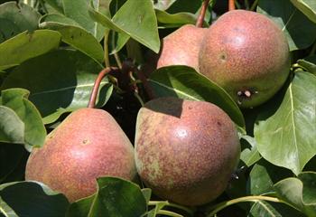 Blakeney Red perry pear trees for sale from Orange Pippin
