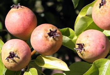 Brandy perry pear trees for sale from Orange Pippin