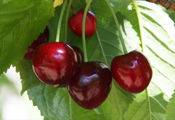 Search our fruit tree catalogue using 50+ attributes
